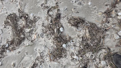 South Australian Algal Bloom Spring Update | Great Southern Reef
