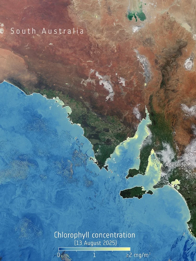 South Australian Algal Bloom Spring Update | Great Southern Reef