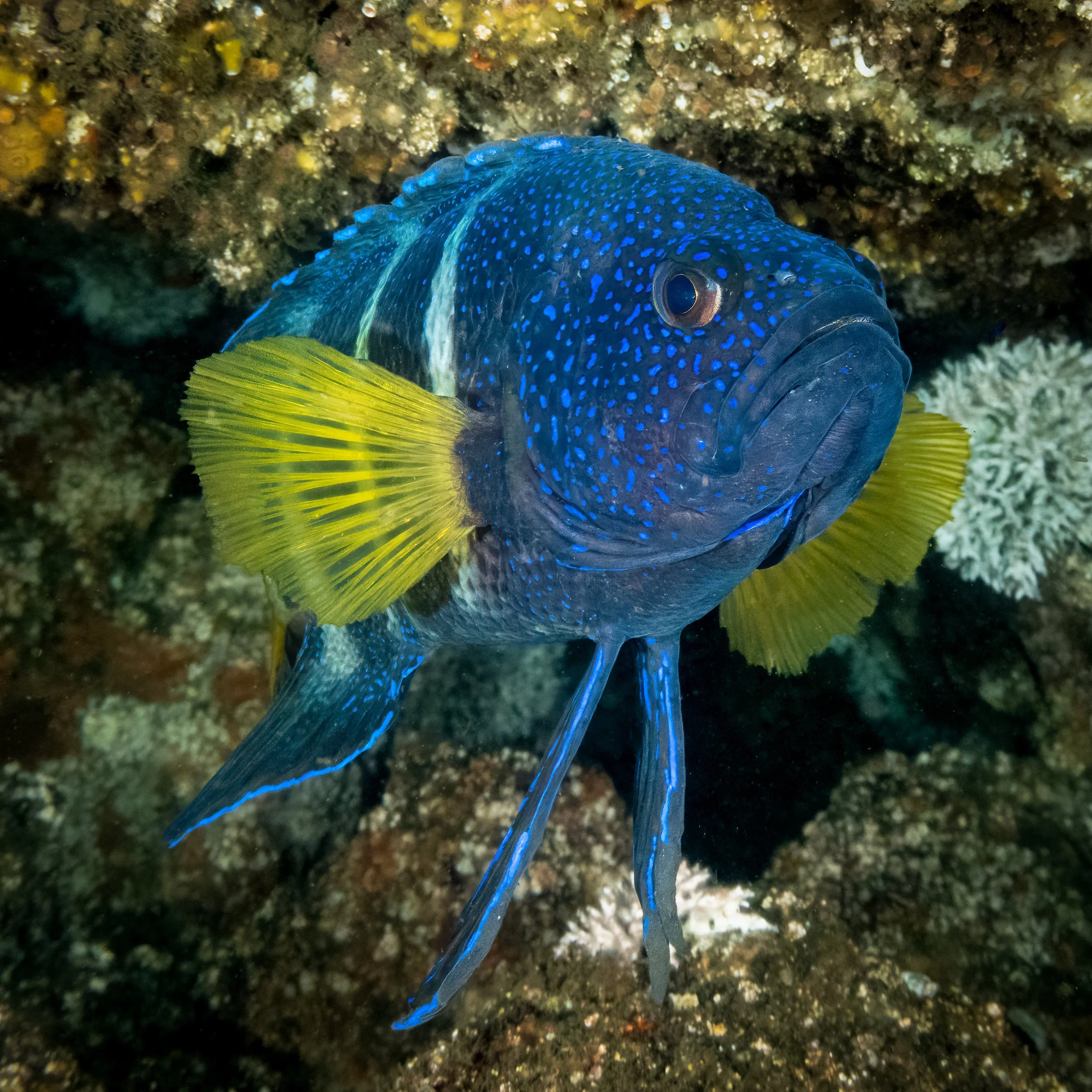 Southern Blue Devil | Great Southern Reef