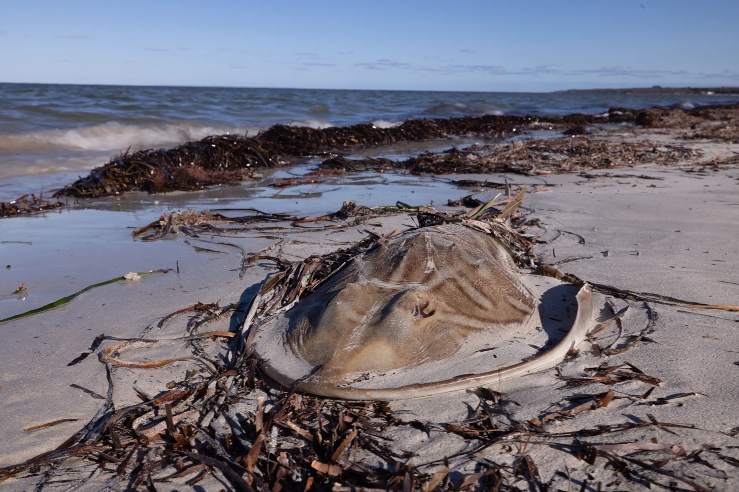 Still Blooming: Ongoing Marine Deaths from South Australia’s 2025 ...
