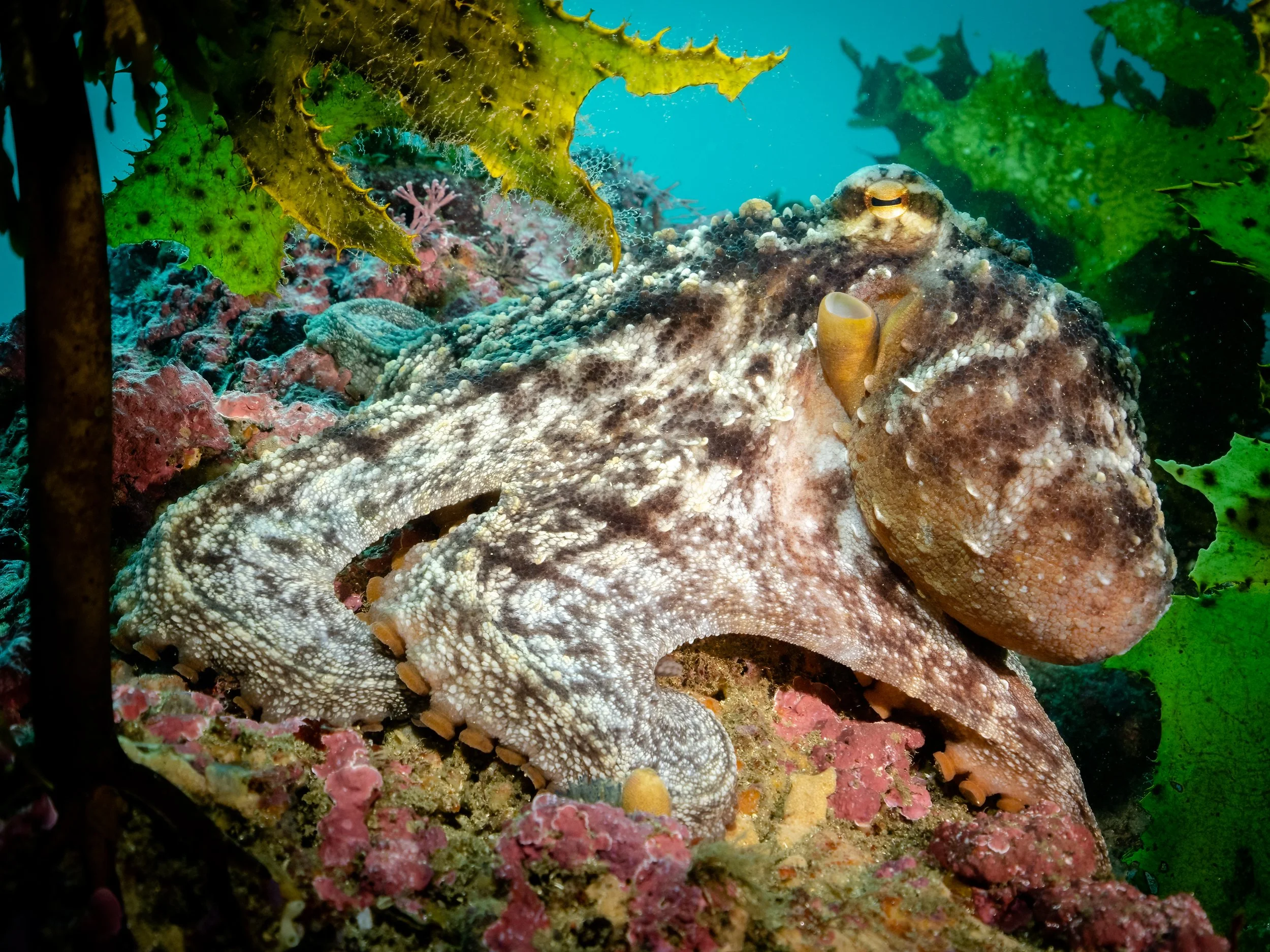 GLOOMY OCTOPUS (Octopus tetricus) | Great Southern Reef