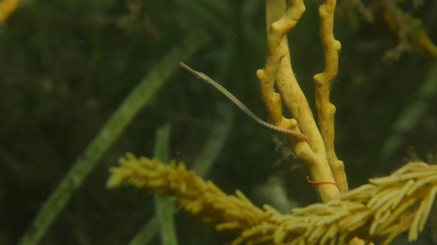Pipefish | Great Southern Reef