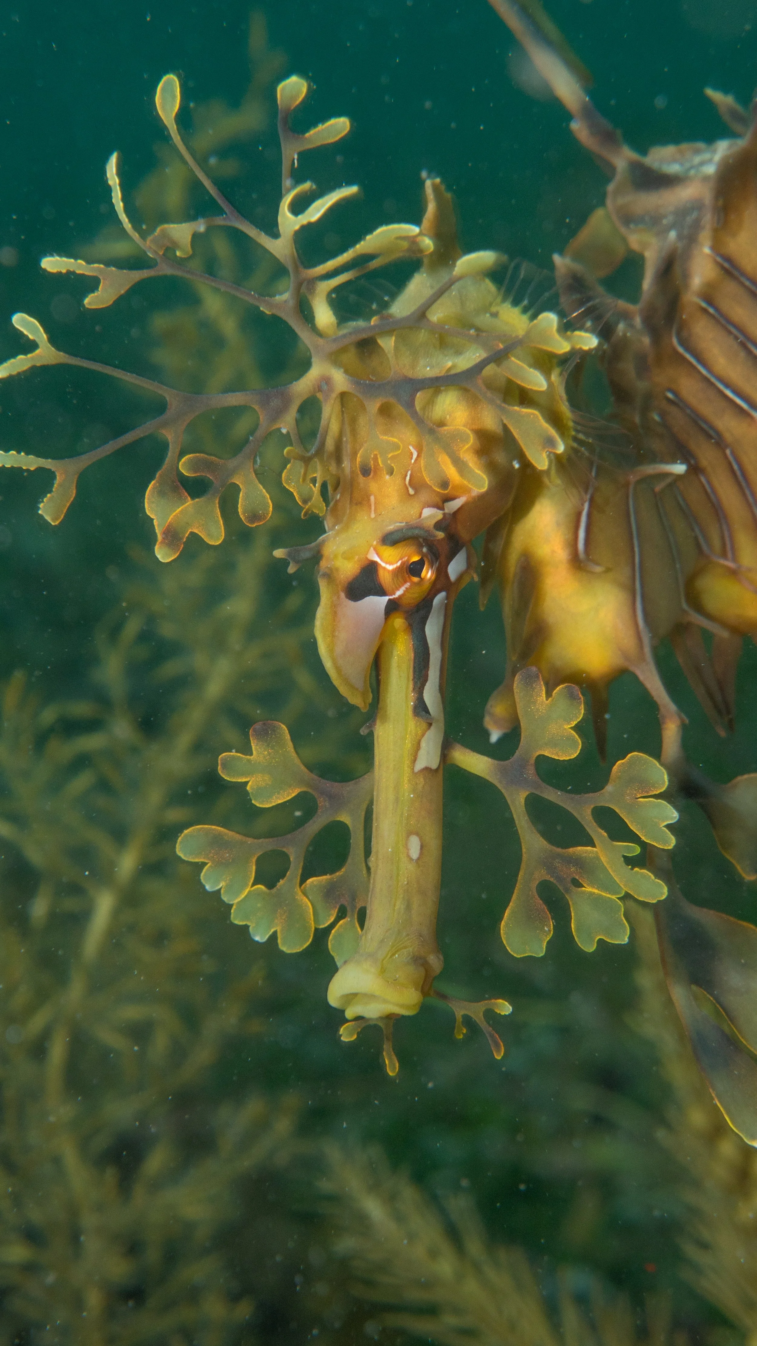 Dragon Search SA | Great Southern Reef