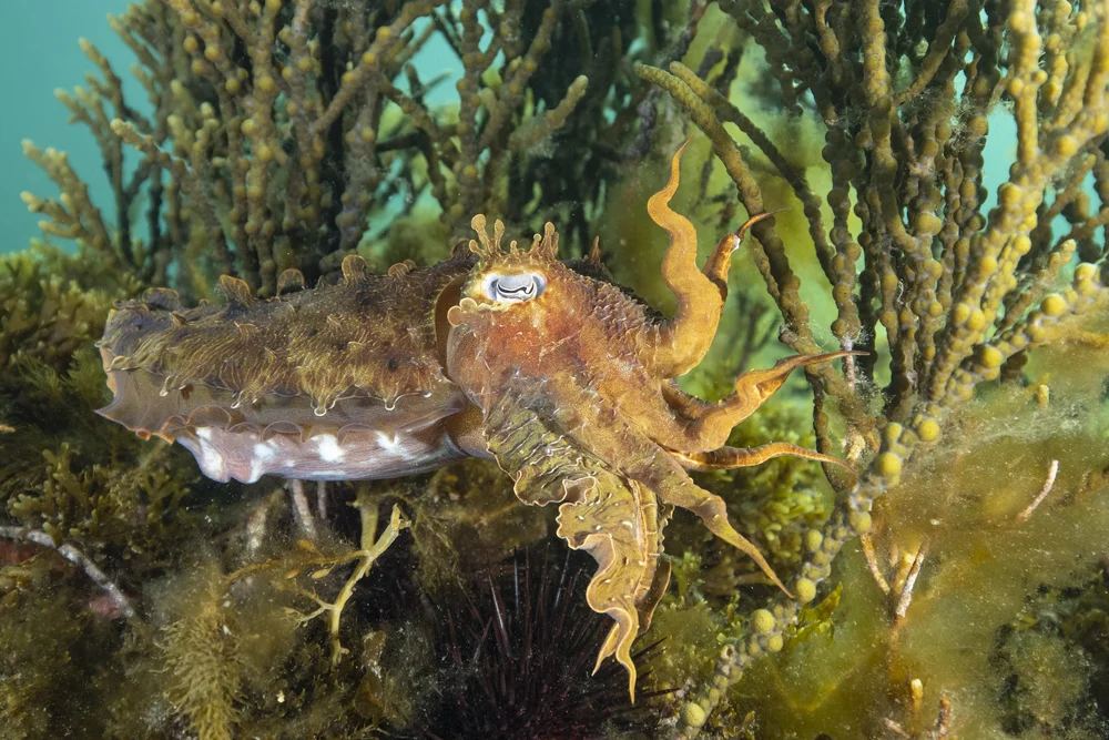 Meet the Cuttlefish — Great Southern Reef