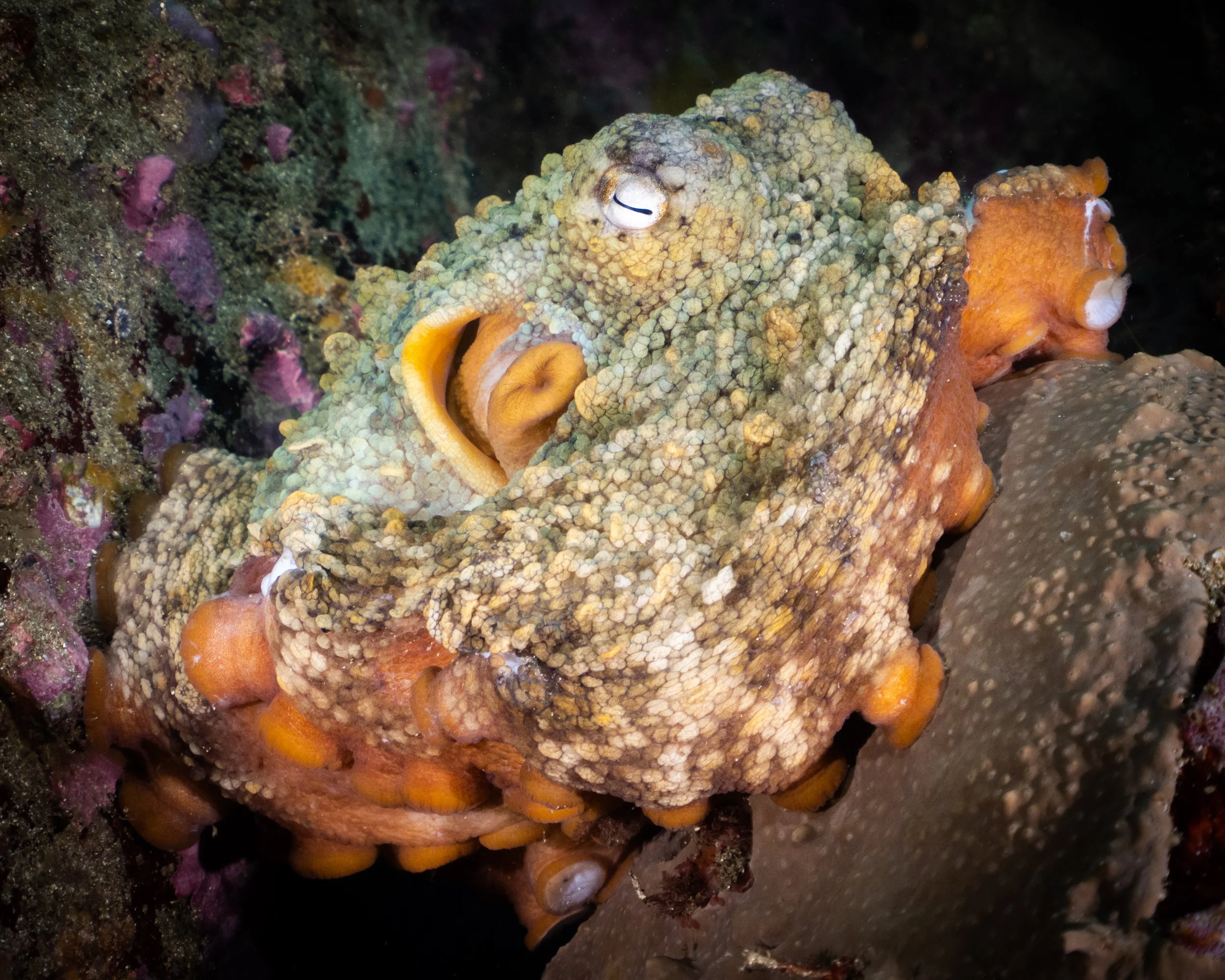 GLOOMY OCTOPUS (Octopus tetricus) | Great Southern Reef