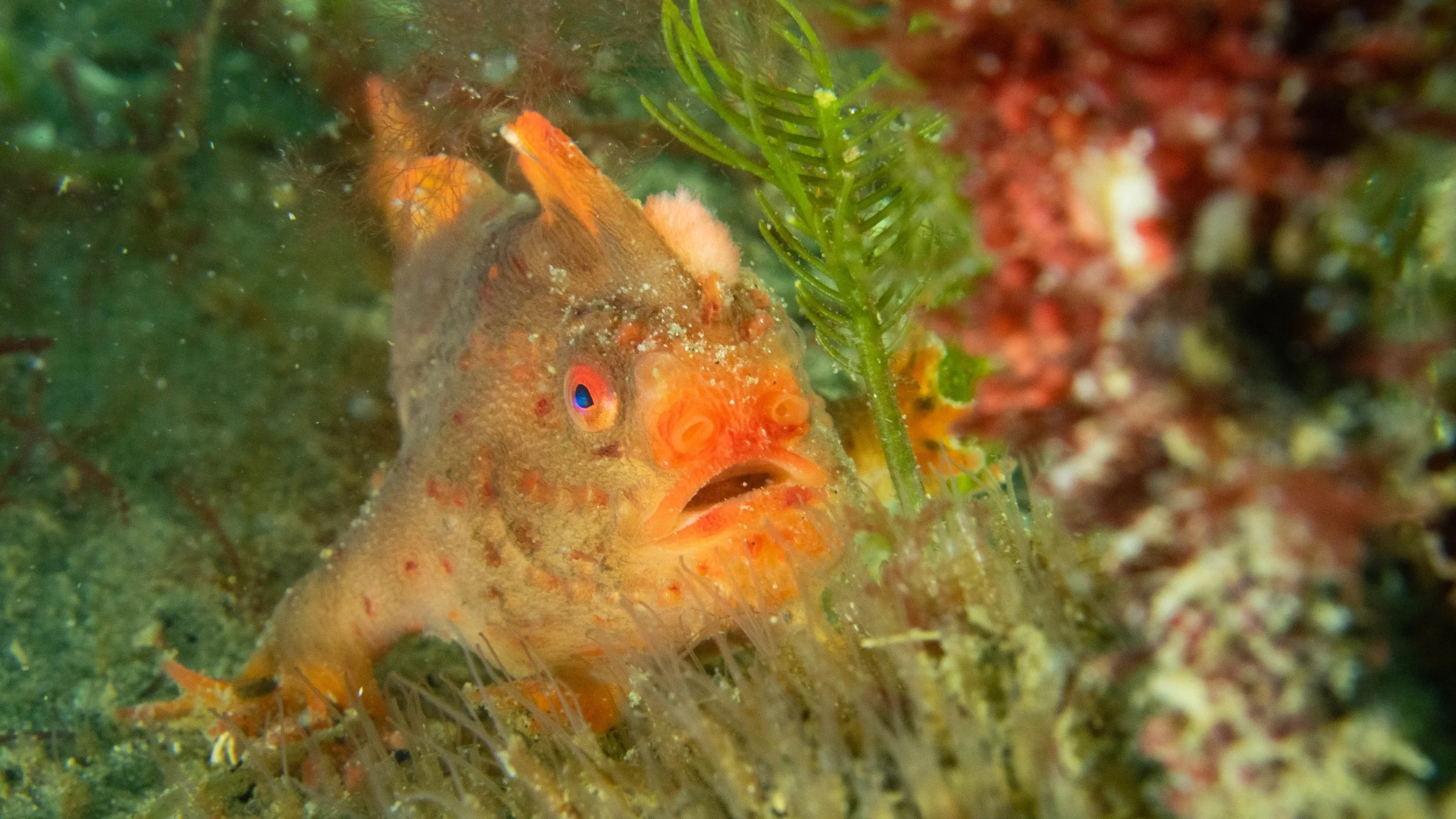 Teacher Guides | Great Southern Reef