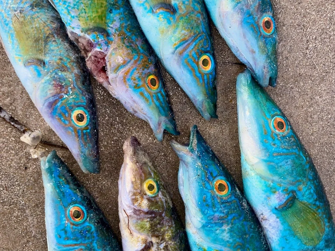 South Australian Algal Bloom Spring Update | Great Southern Reef