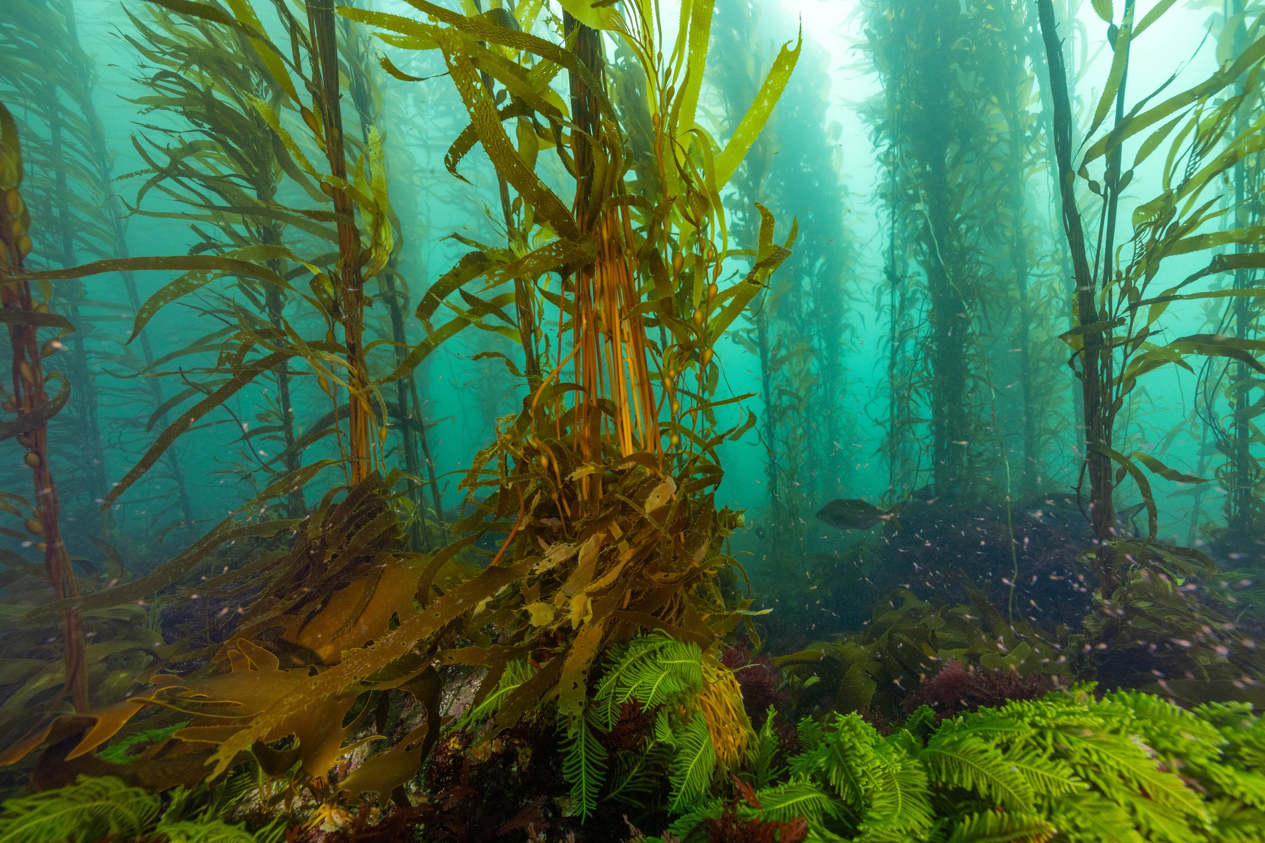 Citizen Science | Great Southern Reef