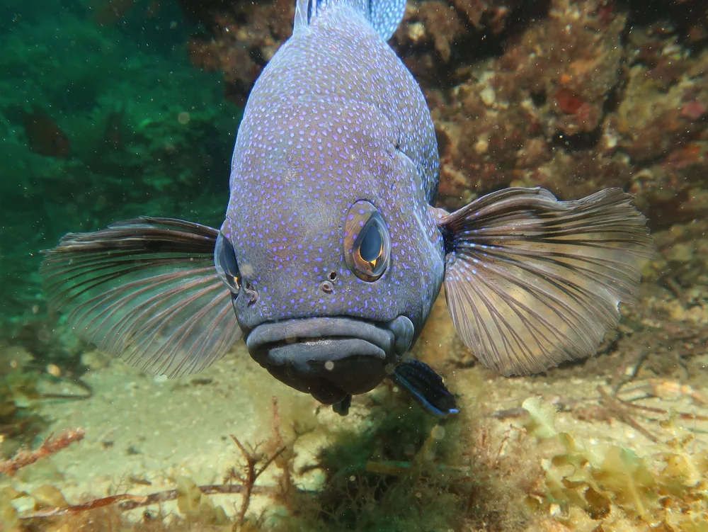Southern Blue Devil | Great Southern Reef