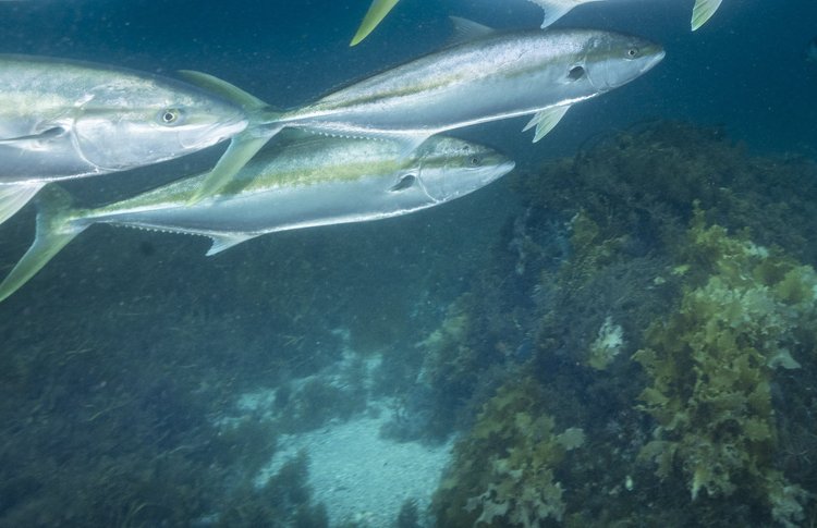 Yellowtail Kingfish | Great Southern Reef