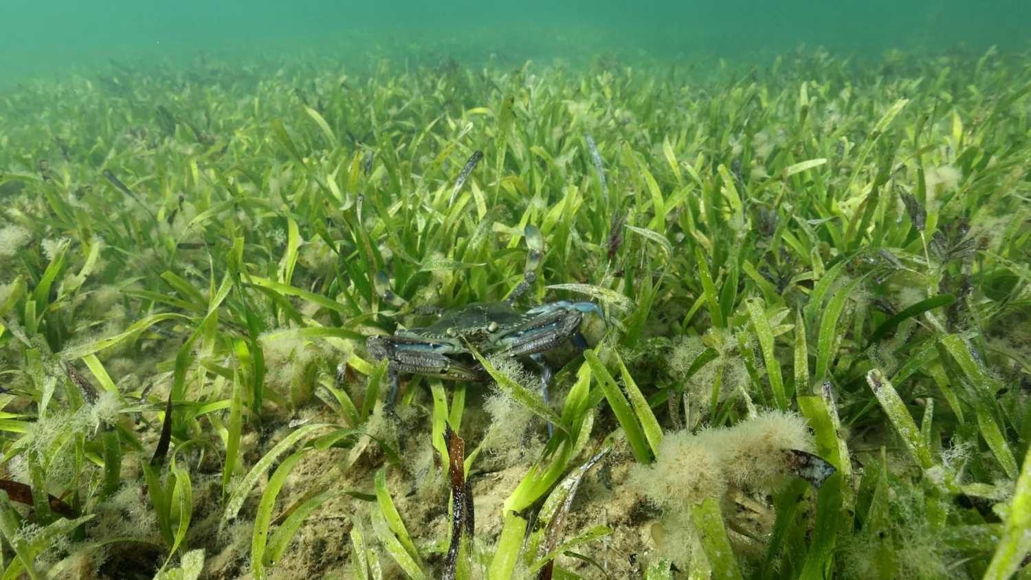 Blue Swimmer Crab | Great Southern Reef