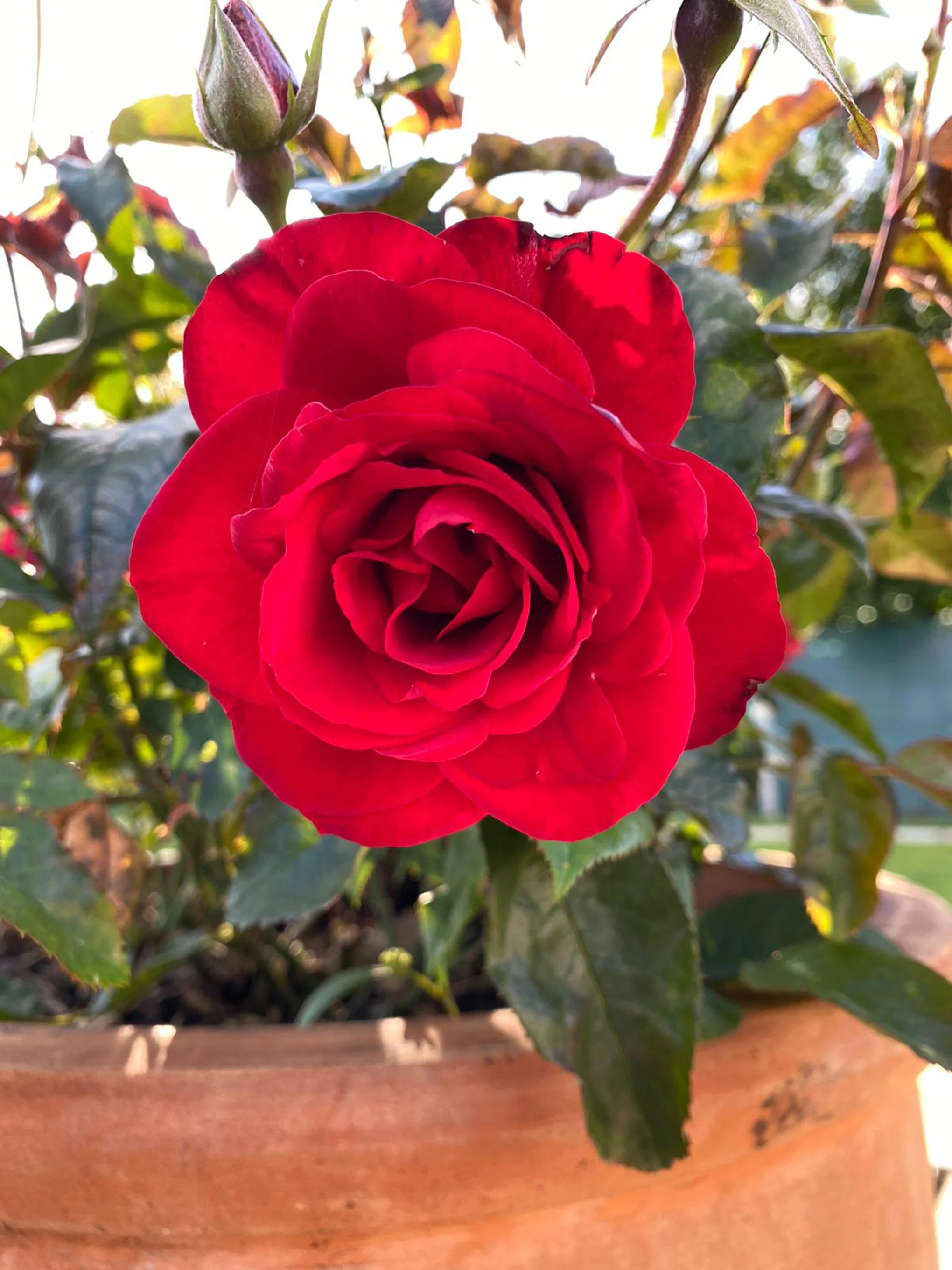 Harkness Roses Garden Centre | Fasci Garden