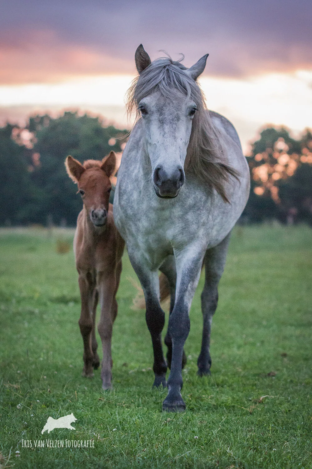Merrie en veulen project - registratie — Iris van Velzen Fotografie