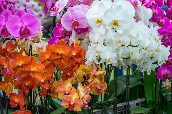 5 Flowers That Symbolize Love: Express Your Deepest Emotions — AT