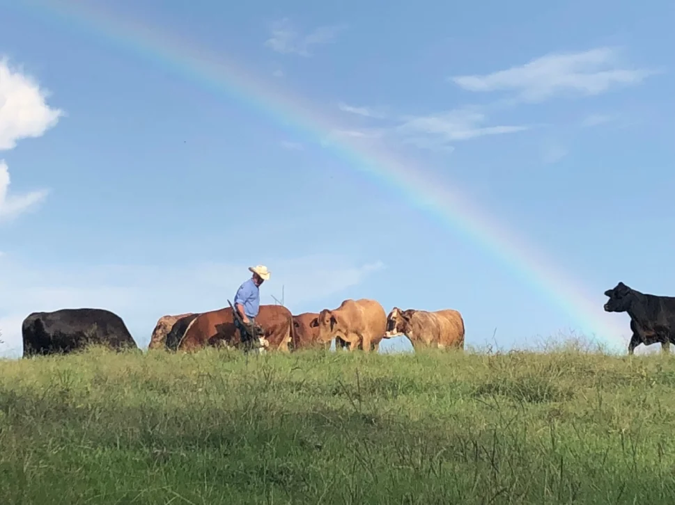 Rocking Chair Ranch Cattle