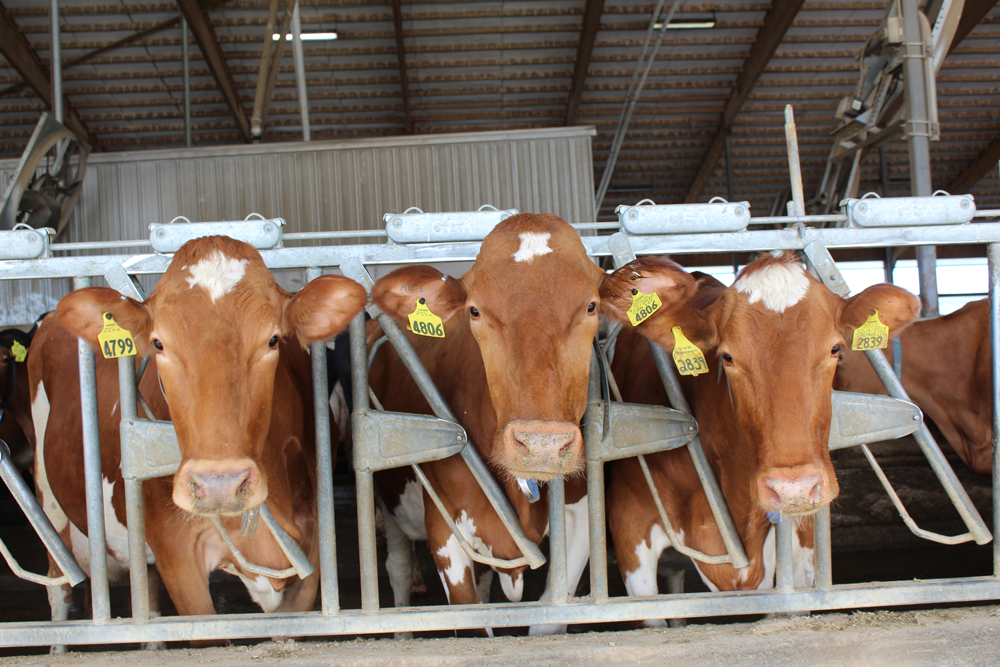 The “Father of American Dairying”: A brief history of W.D. Hoard and ...