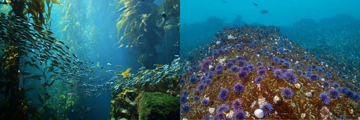 The First Architectural Surface made from Sea Urchins — MARBLIS™