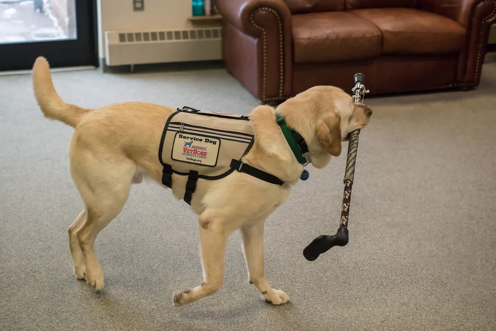 What Paperwork Do I Need For A Service Dog