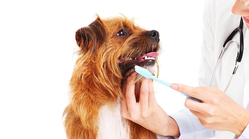 The Importance of Proper Pet Dental Care: A Guide to Your Pet's Oral Health