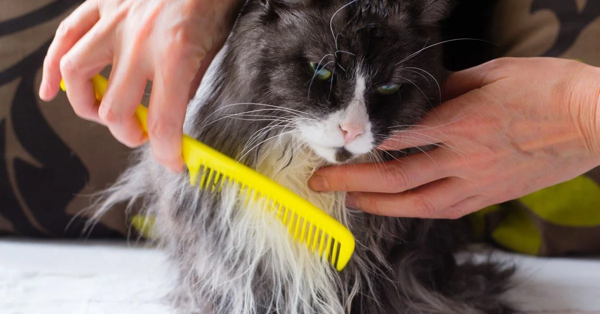 Grooming Tips for Long-Haired Pets: Keep Your Furry Friend Looking Fabulous