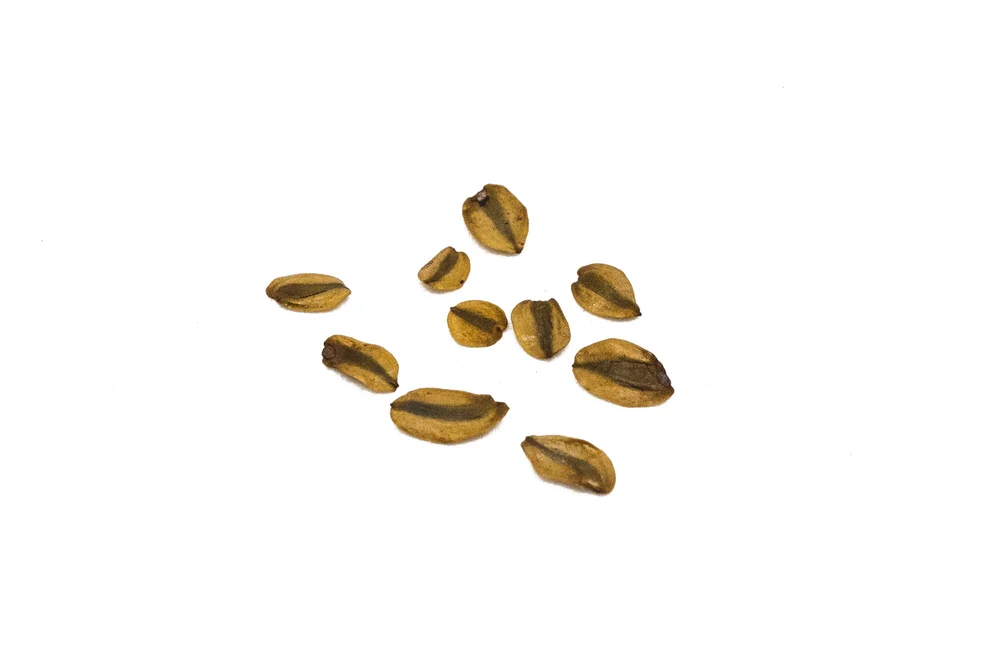 Seed Grow Kits | The Jonsteen Company