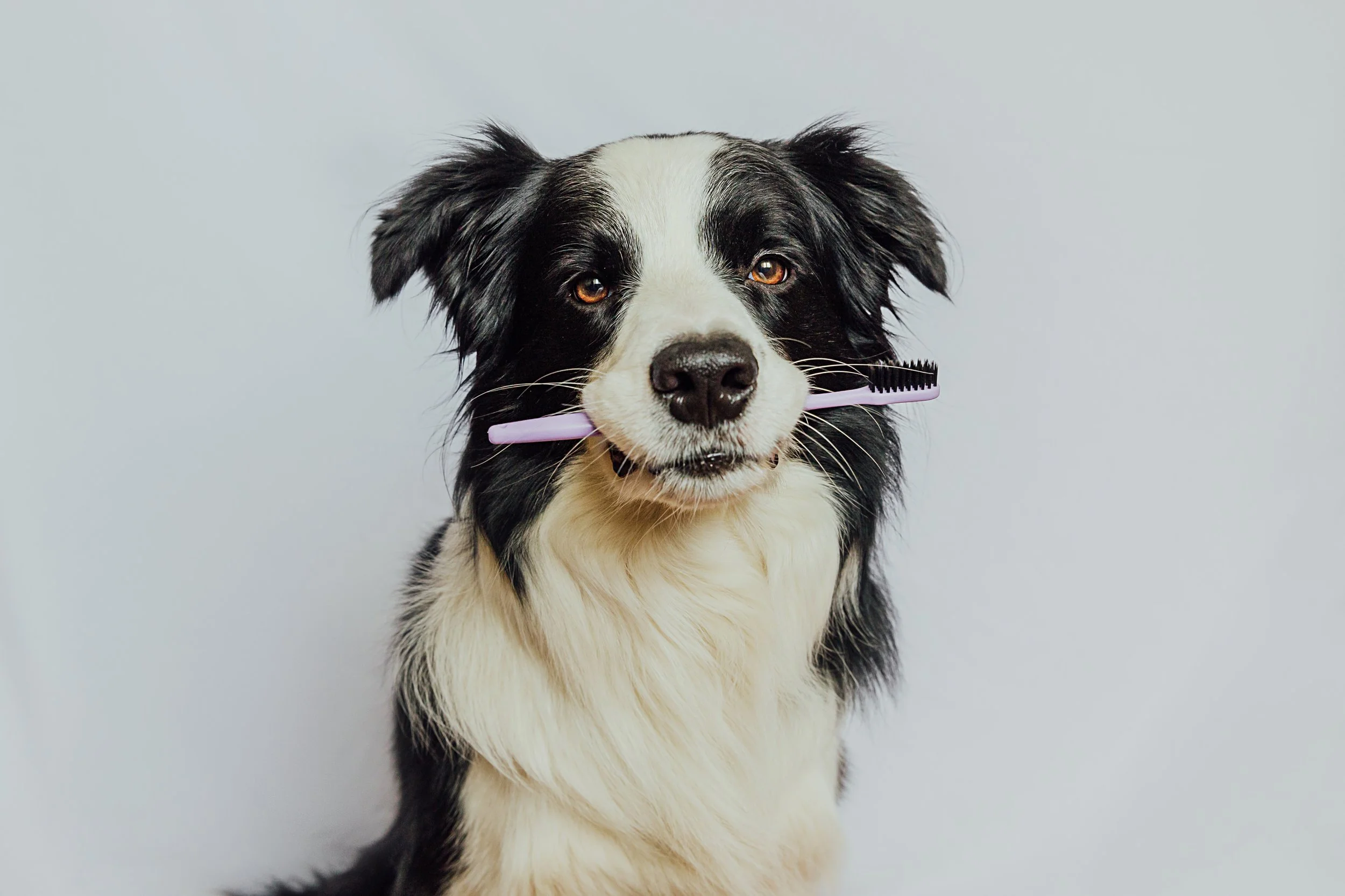 Dog Services Baltimore | Happy Dog Baltimore