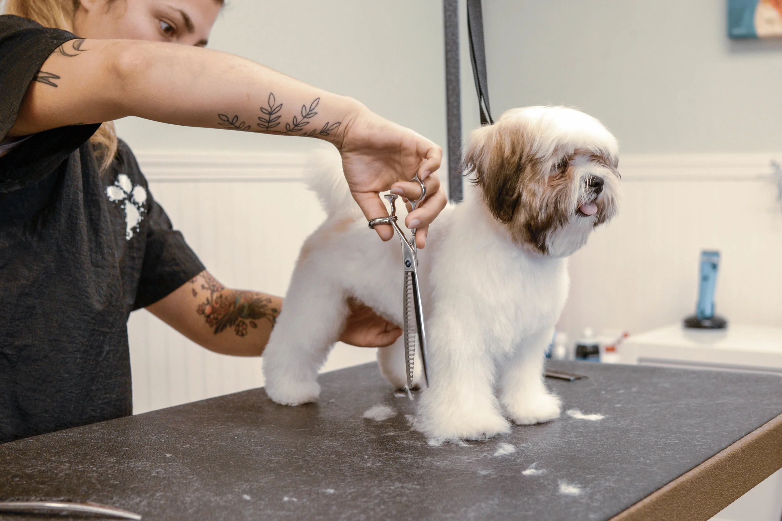 Groom Gallery — Paw Alley