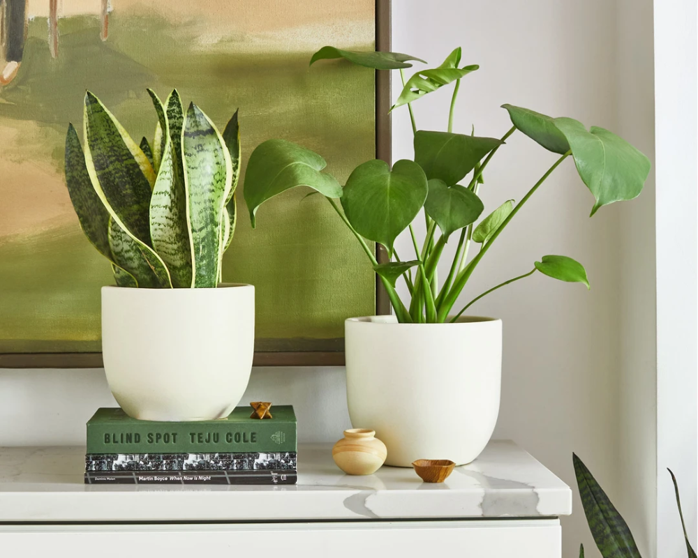 The Top 10 Indoor Plants for the Home — LIVEN DESIGN