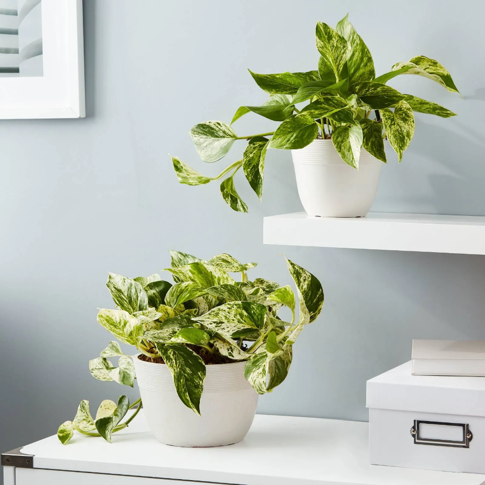 The Top 10 Indoor Plants for the Home — LIVEN DESIGN