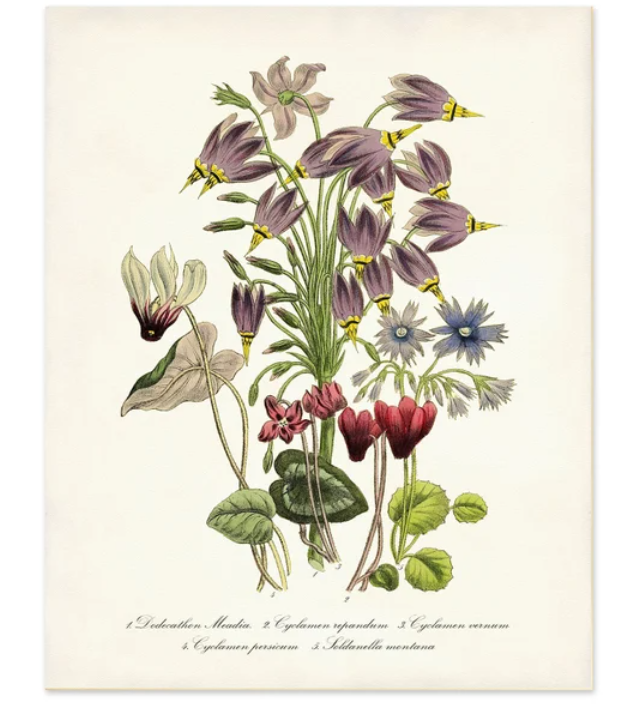 Favorite Botanical Art Prints From Etsy — LIVEN DESIGN