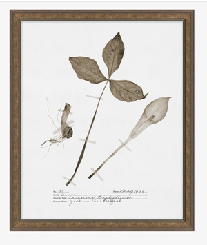 Art Prints In The Style of Pressed Botanicals — LIVEN DESIGN