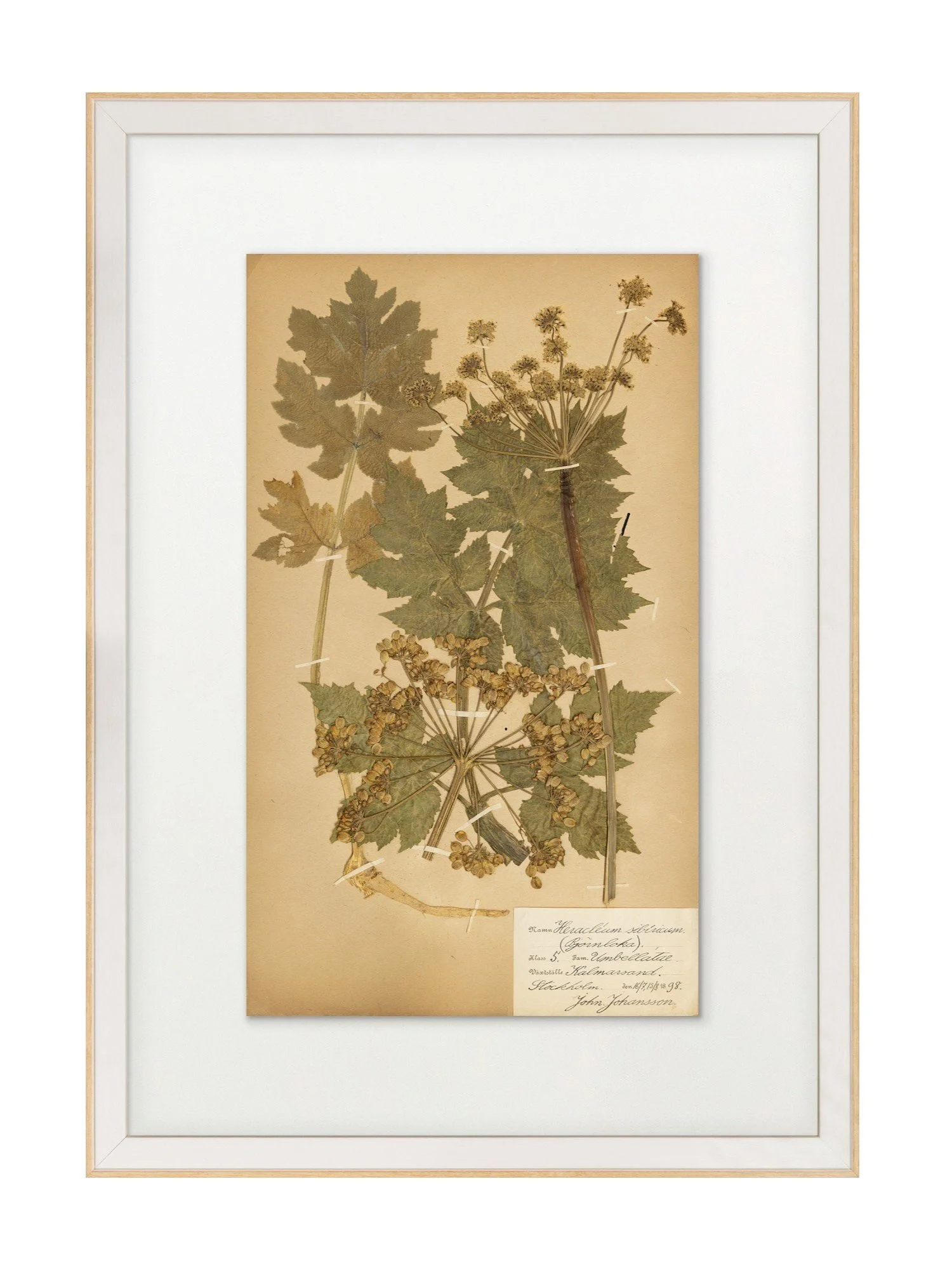 Art Prints In The Style of Pressed Botanicals — LIVEN DESIGN
