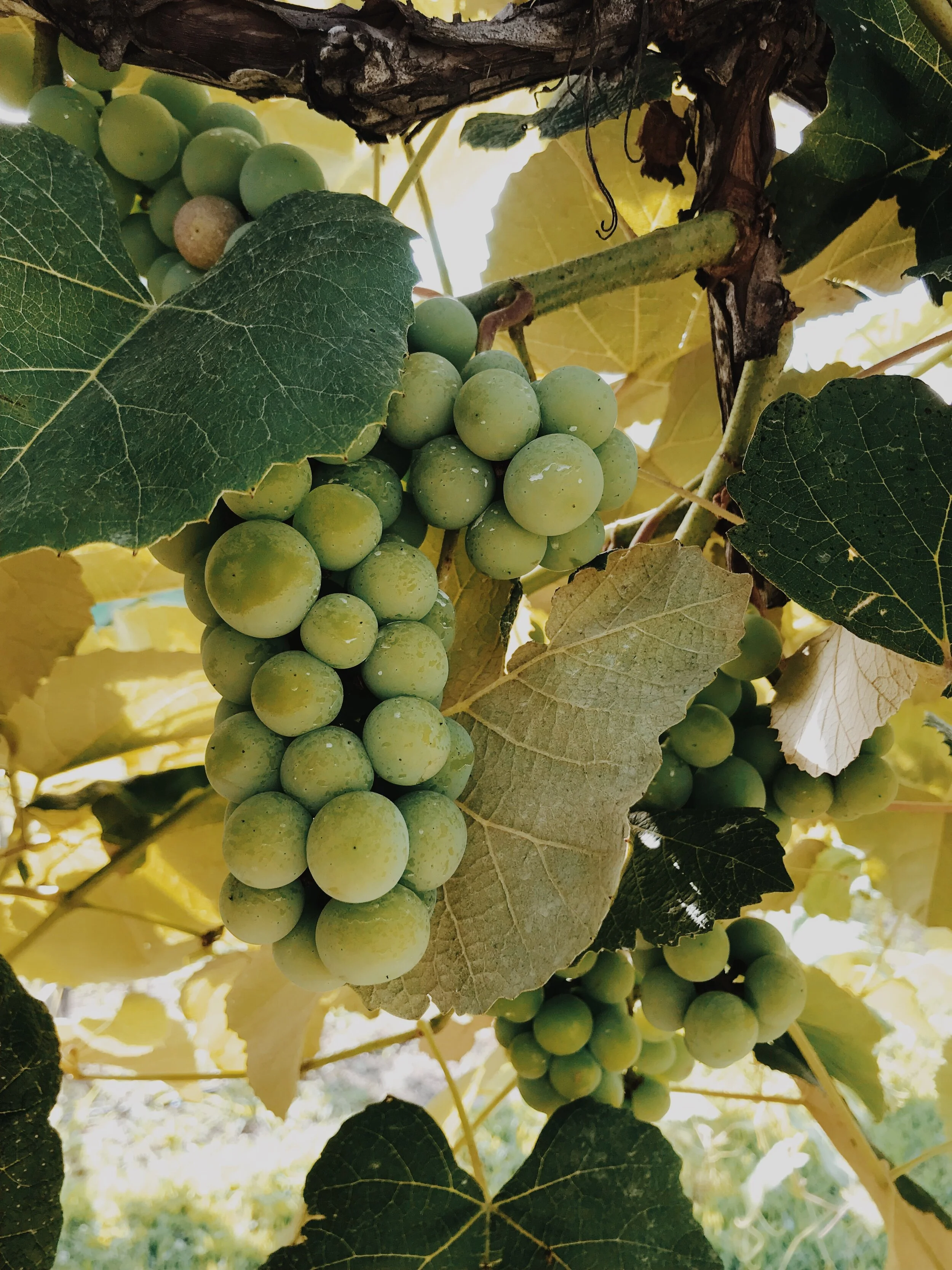 Z&M Twisted Vines Wines and Winery