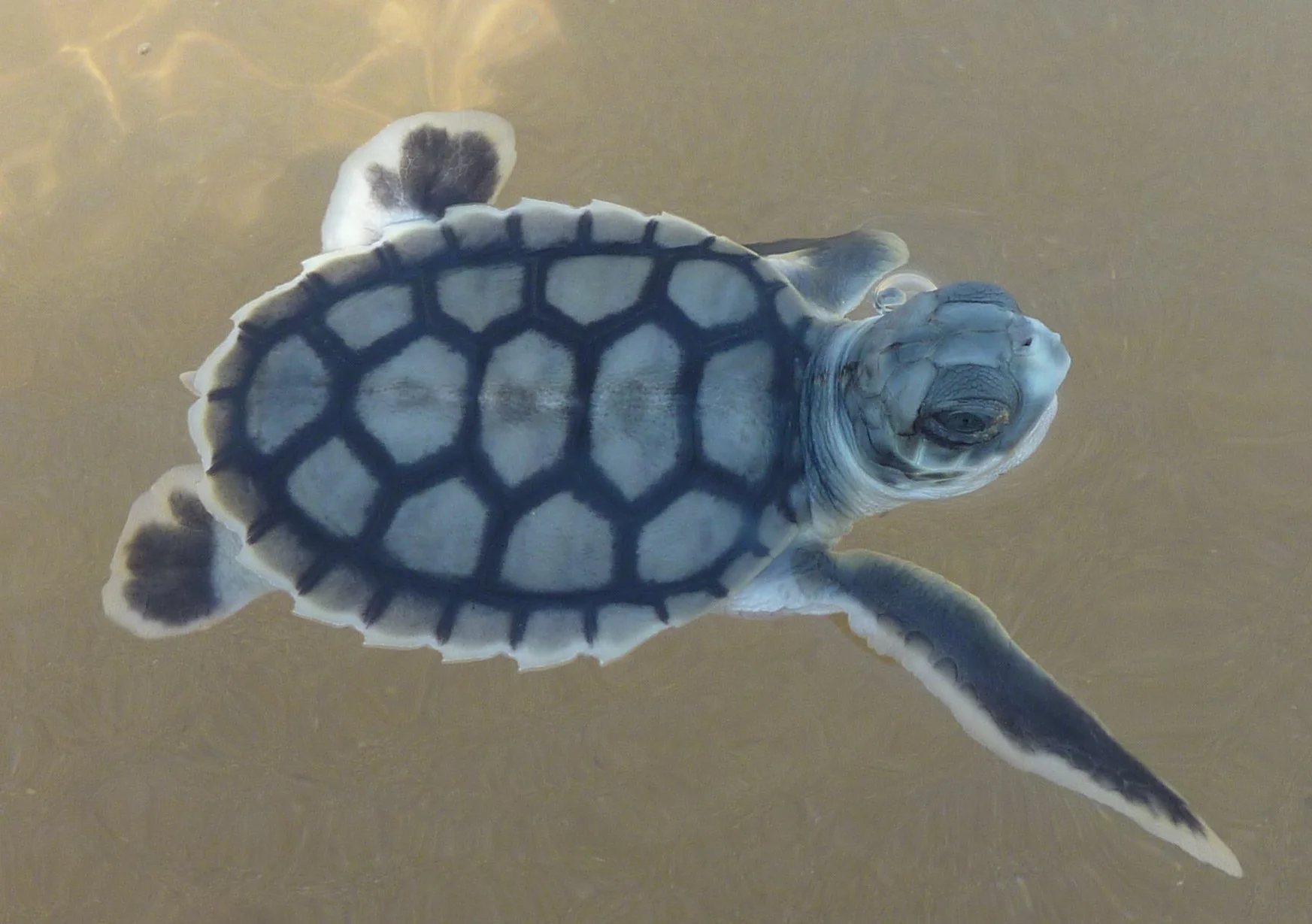 Northern Australia — Tropical Turtle Group