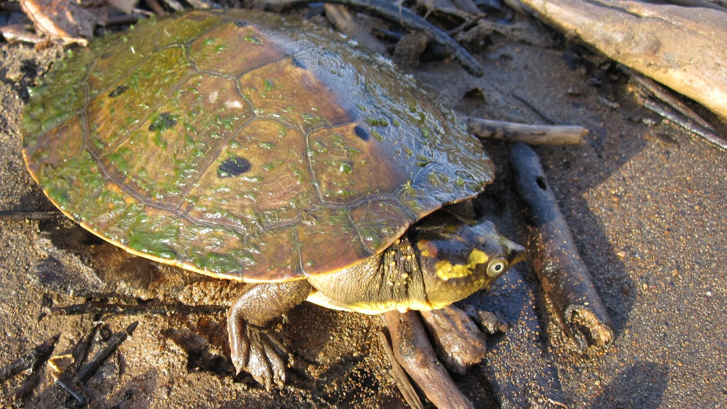 Projects — Tropical Turtle Group
