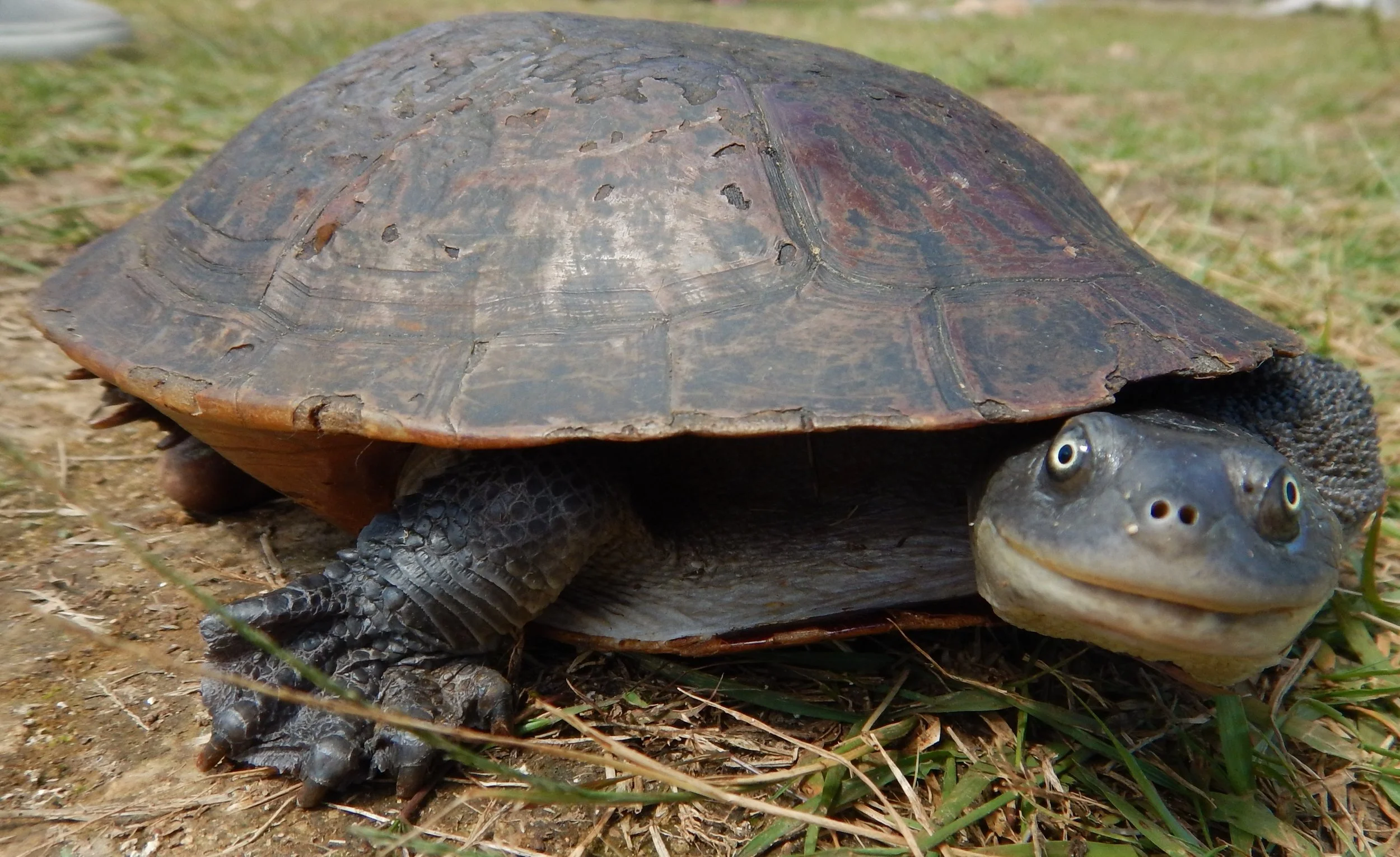 Tropical Asia Red List — Tropical Turtle Group