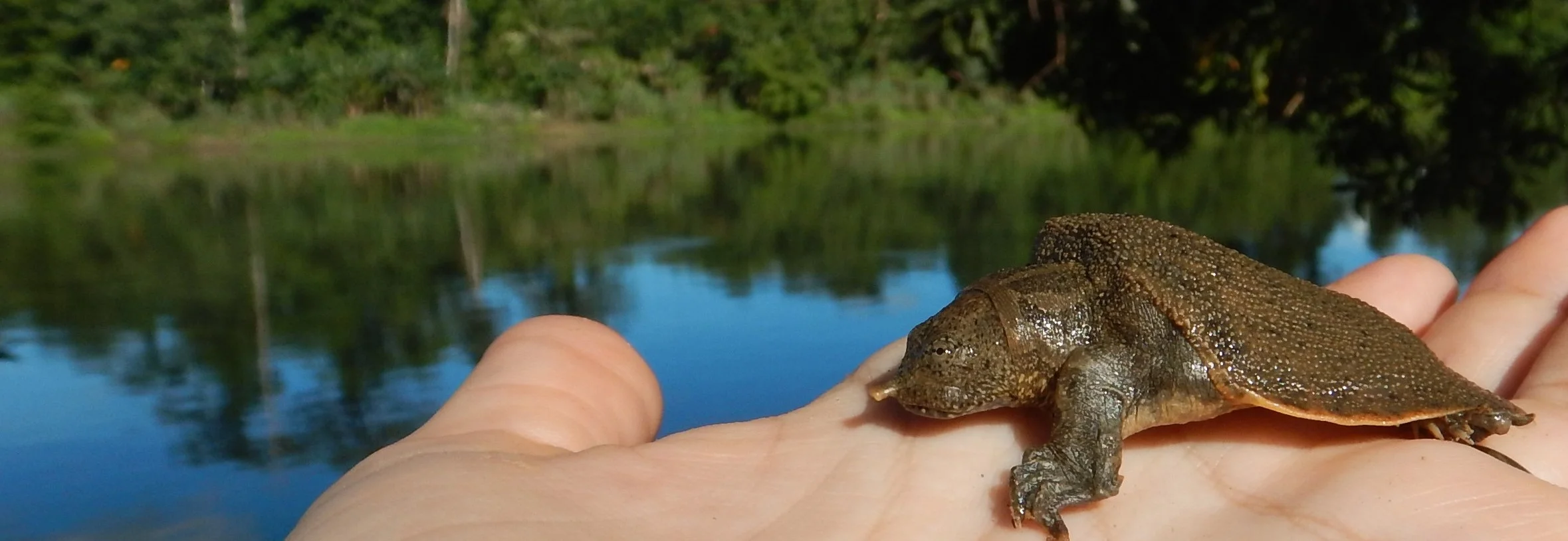 Tropical Turtle Group