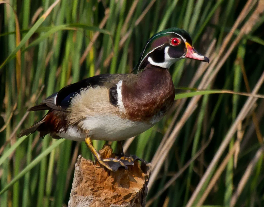 Wood Duck