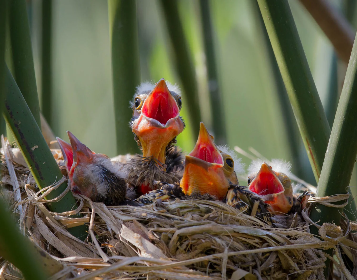 Redwing Blackbird — ABNC
