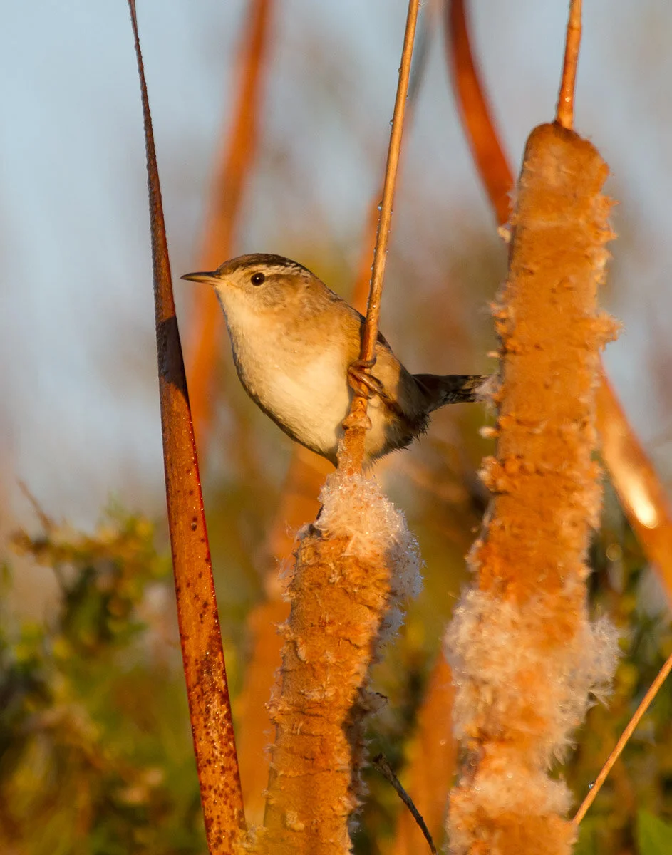 Marsh Wren — ABNC