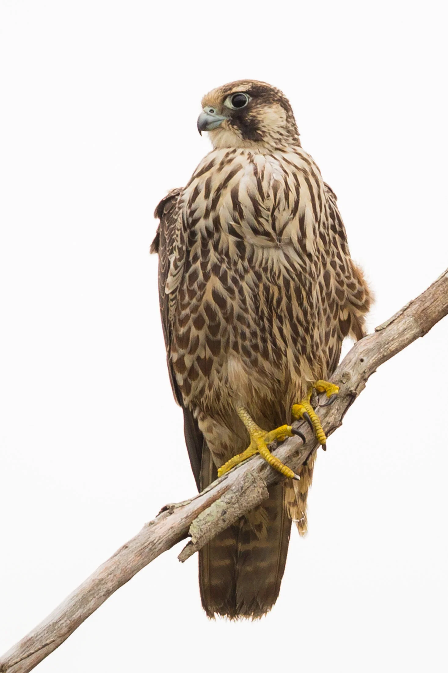 Peregrine Falcon — ABNC