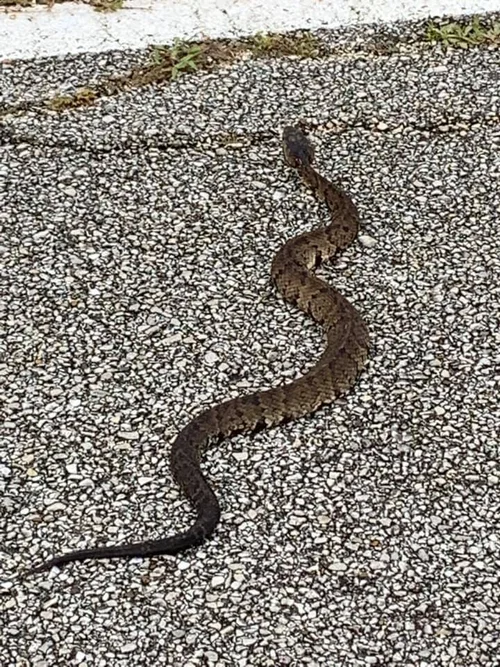 Water Moccasin Head Shape