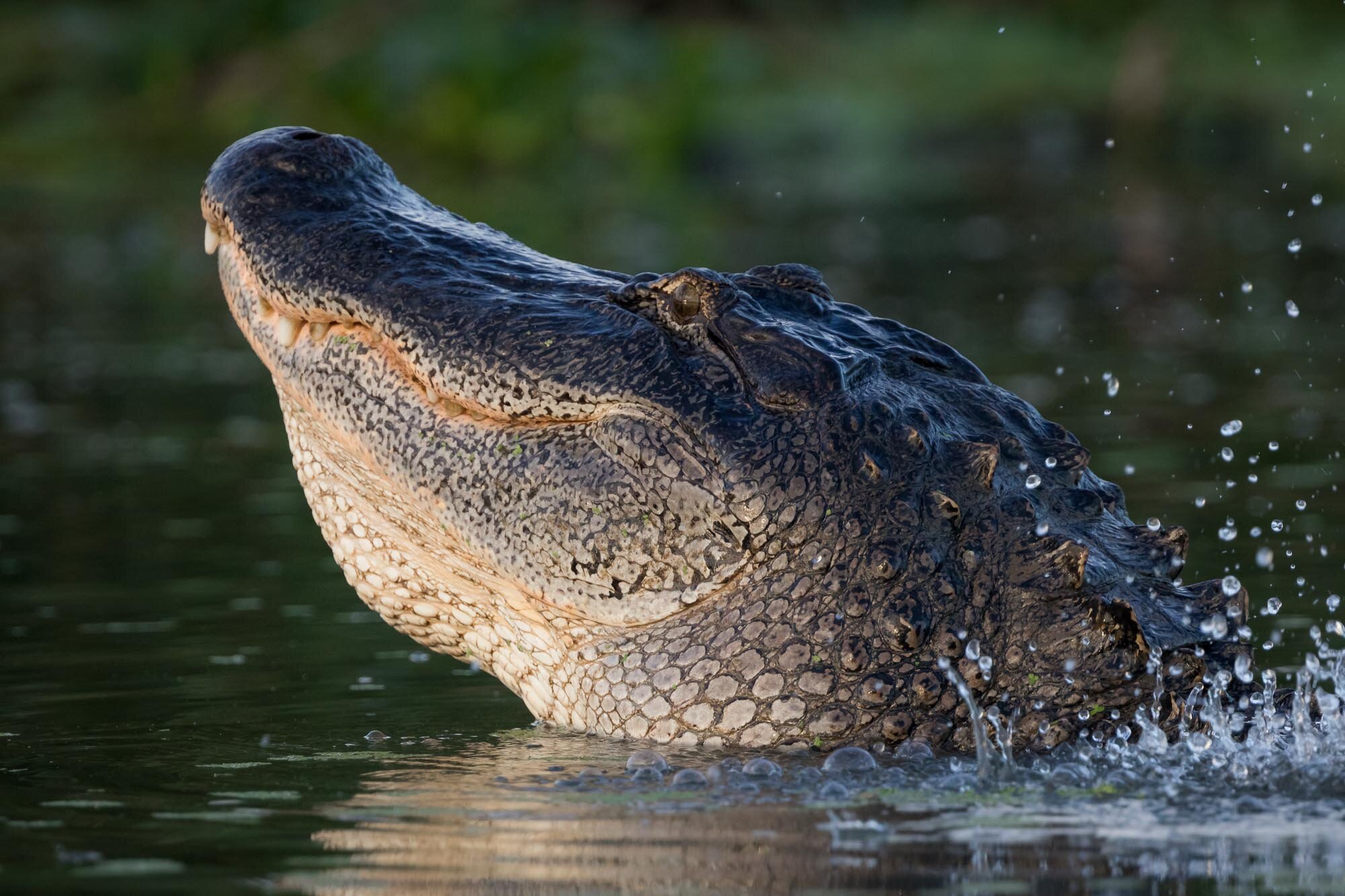 The Urban Alligator – Part 1 — ABNC