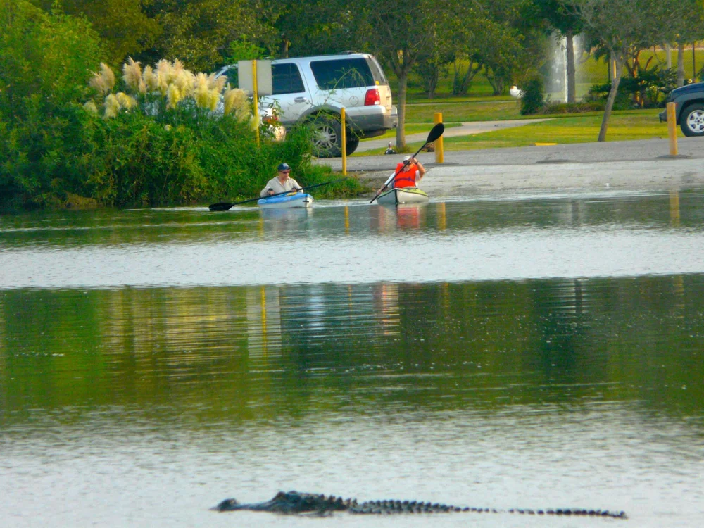 The Urban Alligator – Part 1 — ABNC