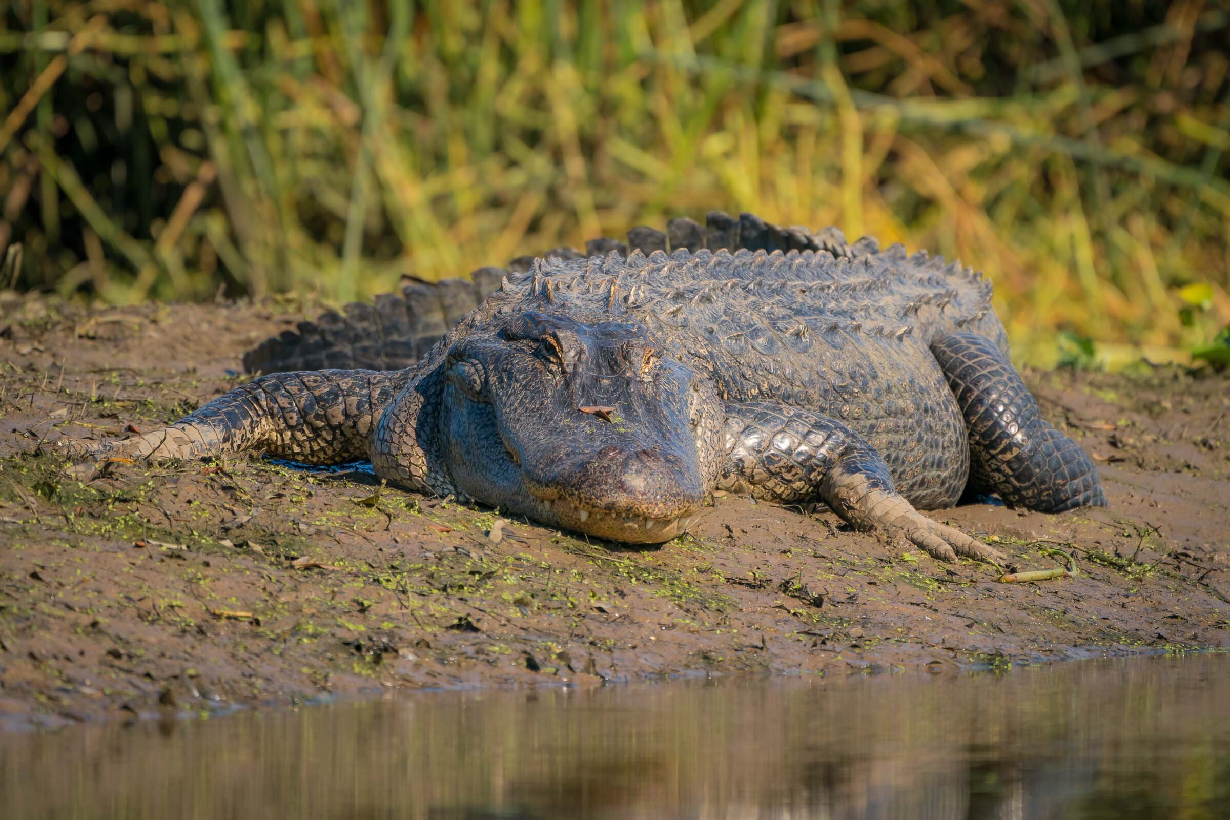 The Urban Alligator – Part 1 — ABNC