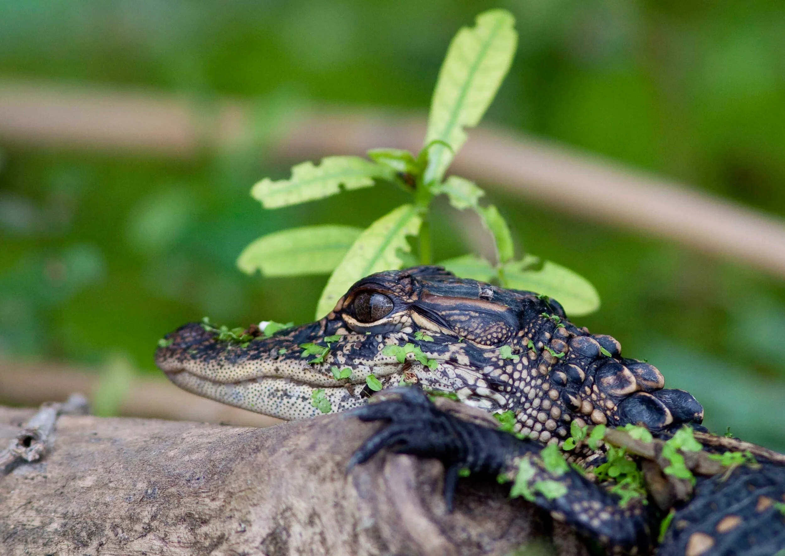 Armand Bayou Nature Center