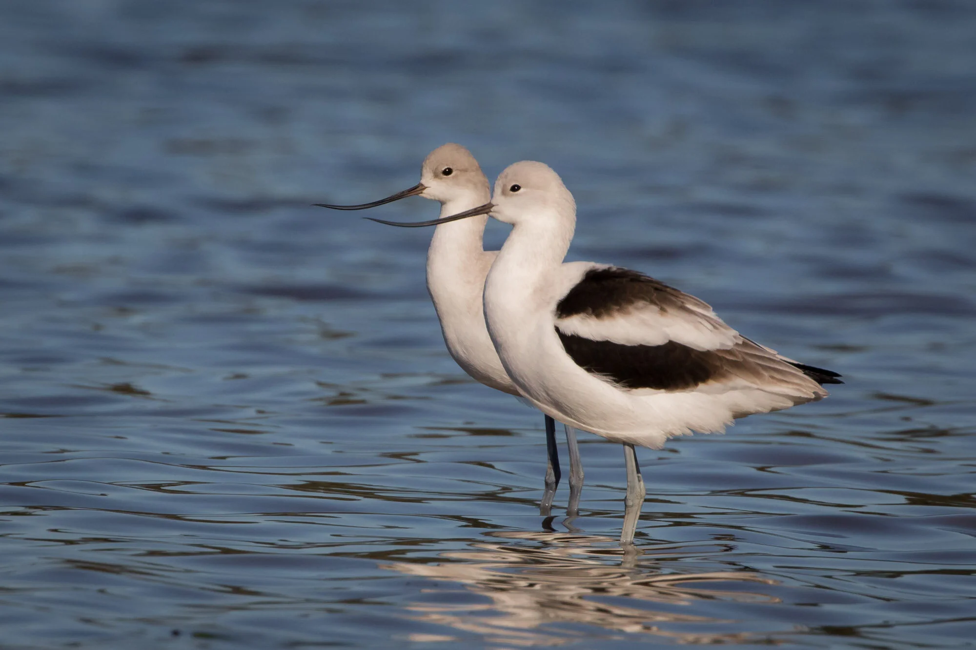 Armand Bayou Nature Center - Inspiring people to explore, respect, and ...
