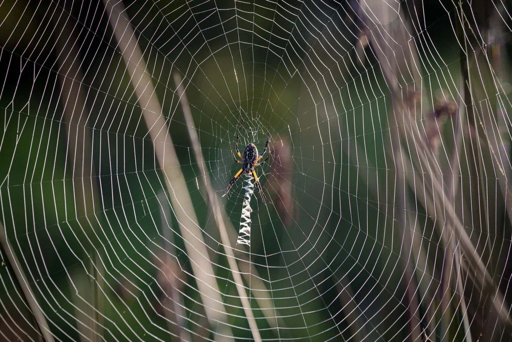 The Spider Experience — ABNC