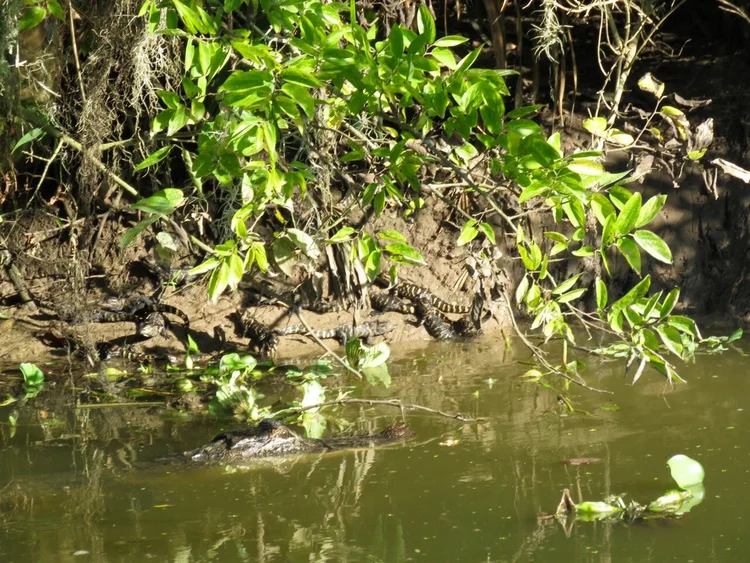 The Urban Alligator – Part 2 — ABNC