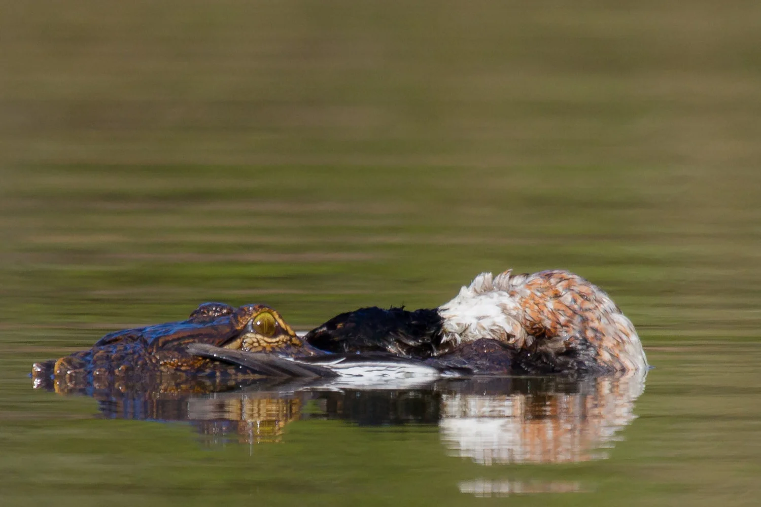 The Urban Alligator – Part 2 — ABNC